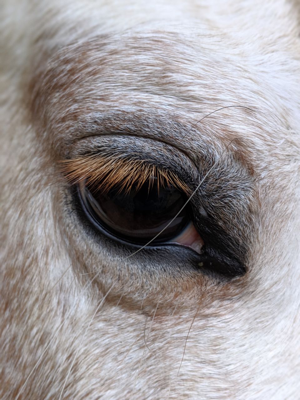 Dienstleistungen :: Therapeutisches-Reiten-Perl-Saarland